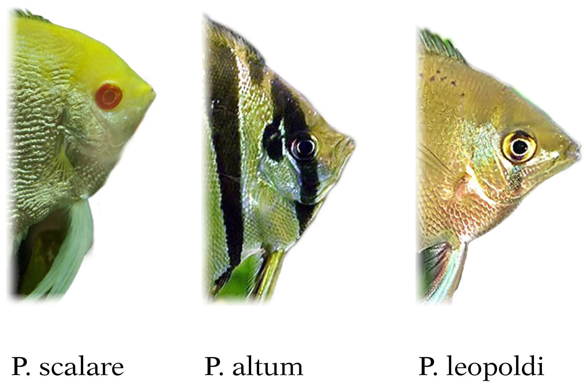 Care guide: Angelfish Is This the Right Fish for You? The Pros and Cons ...