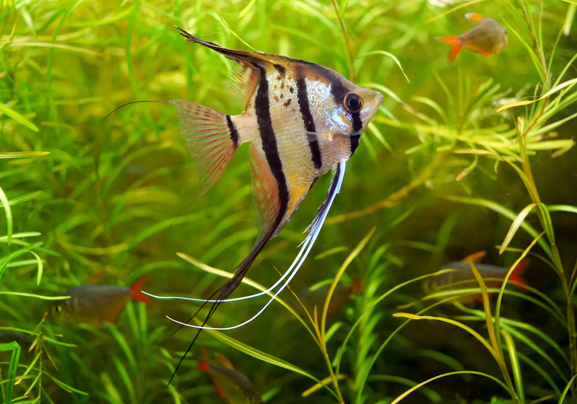 Care guide: Angelfish Is This the Right Fish for You? The Pros and Cons ...