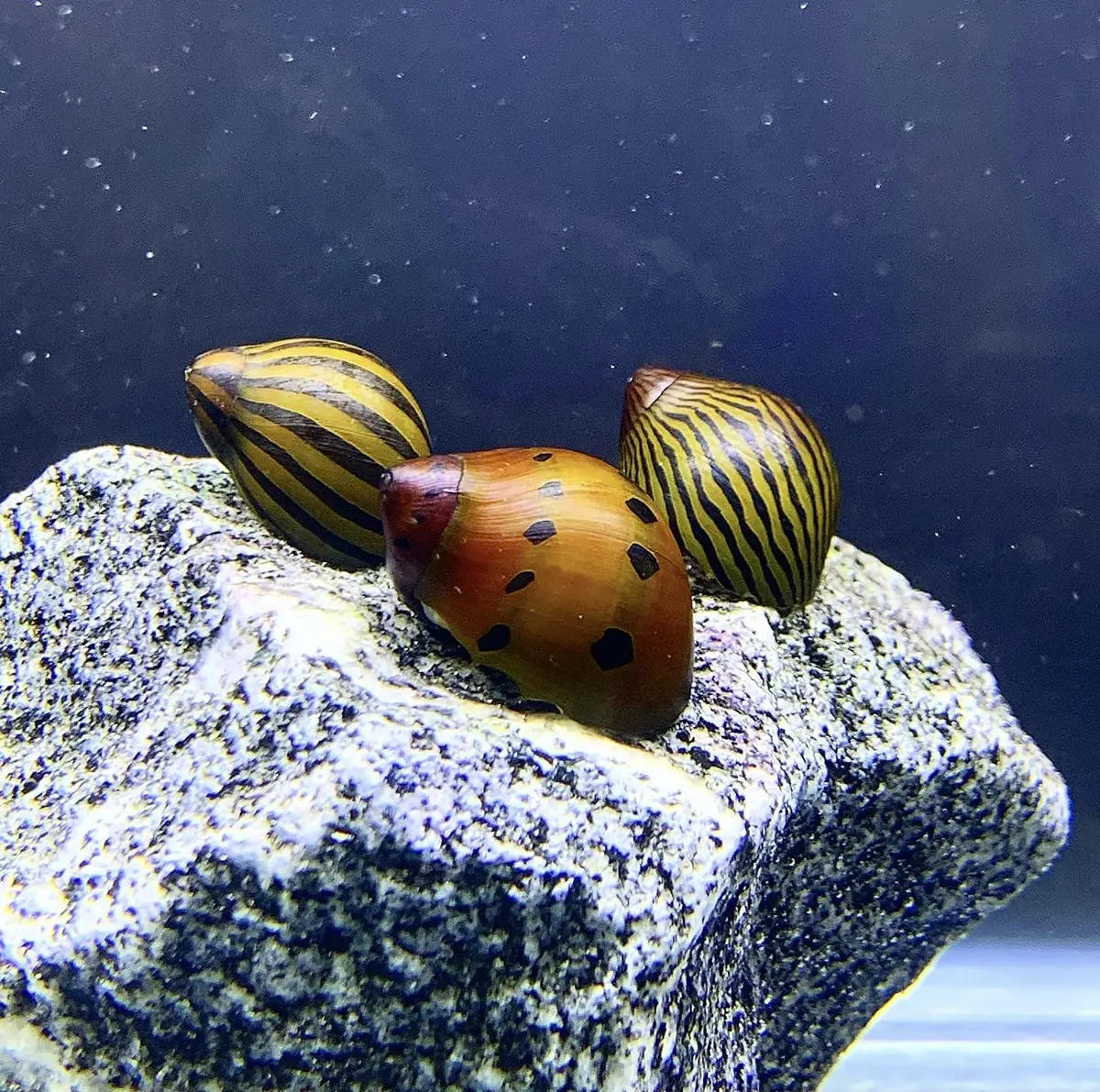 Nerite Snails: From Setup to Care and Beyond